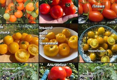 Набор семян томатов "Ранние"