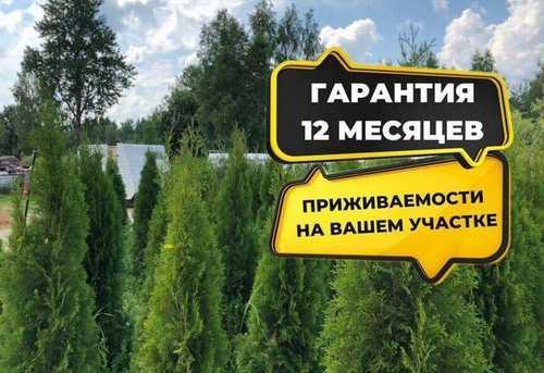Туя Брабант с посадкой