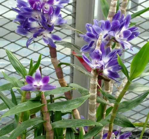 Dendrobium victoria reginae x vietnamense