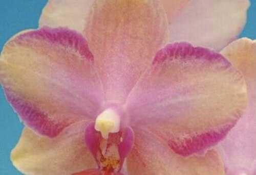 Орхидея фаленопсис Тайсуко джапер пень