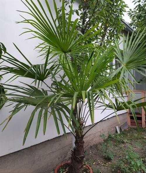 Финиковая и веерная пальмы