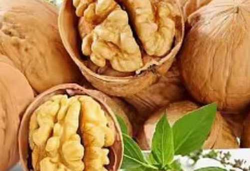 Саженцы грецкого ореха сорт Великан