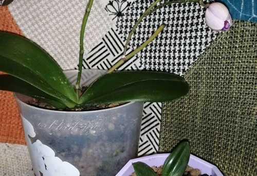 Орхидеи+листочки фиалок