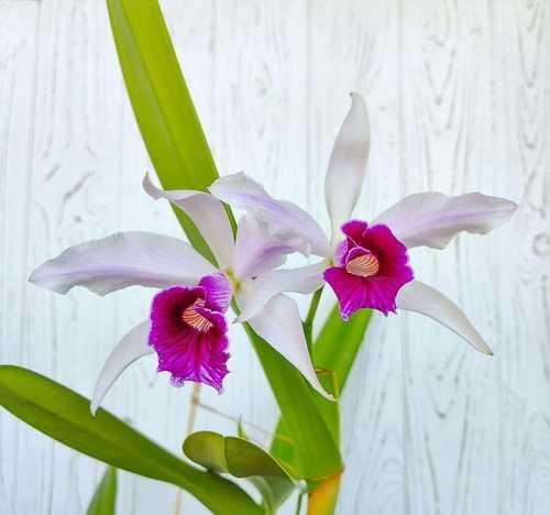 Орхидея каттлея laelia purpurata f.schusteriana