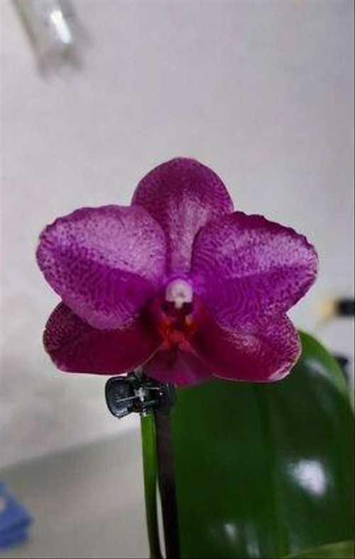 Орхидея фаленопсис Сого Релекс