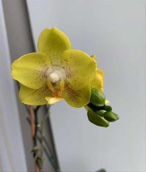 Орхидея фаленопсис Баттеркап