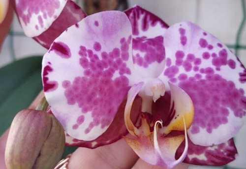 Орхидея ф. Исмаэль