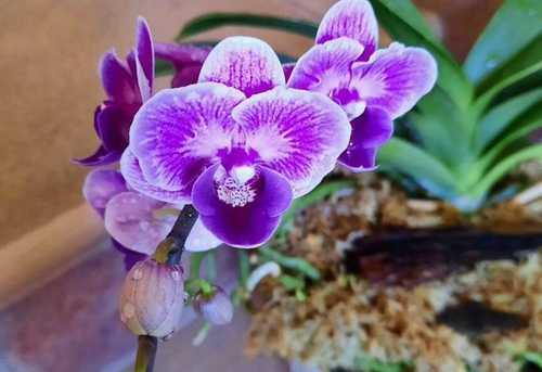 Орхидея фаленопсис Вайолет квин бабочка