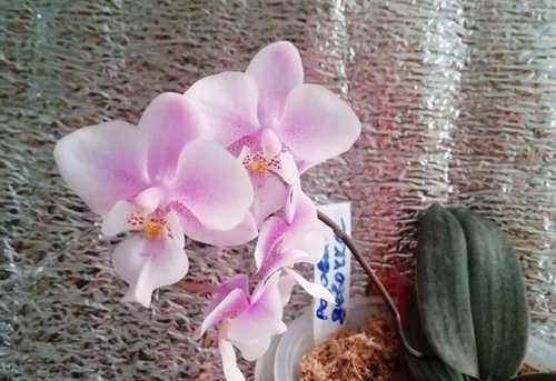 Орхидея фаленопсис несколько