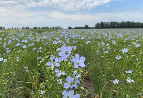 Лён масличный семена цветы