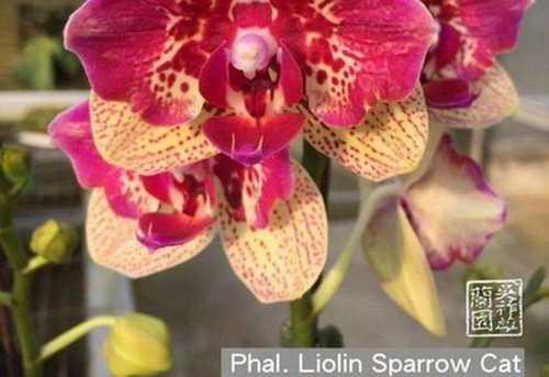Орхидея Phal. Liolin Sparrow Cat