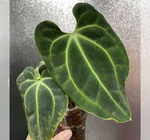 Антуриум бессае афф Anthurium besseae aff