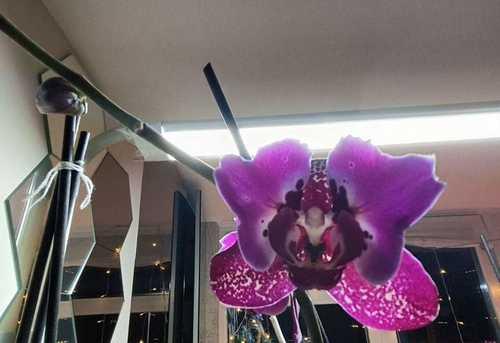 Орхидея фаленопсис бабочка Бинти