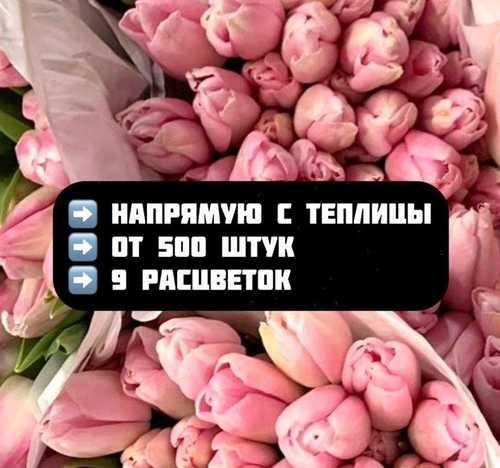Тюльпаны к 8 марта оптом Казань