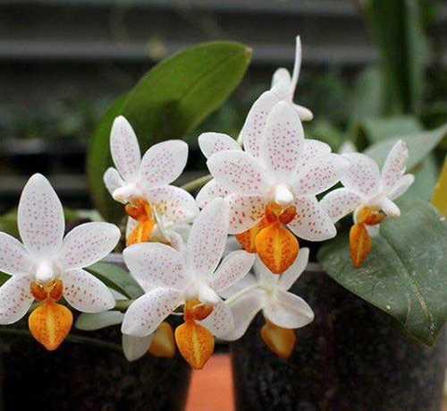 Орхидея фаленопсис Мини марк (mini mark)