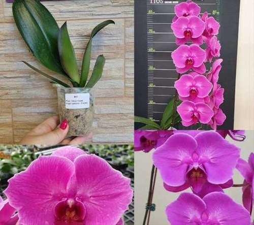 Нецветущая орхидея I-Hsin Violet Angel -бабочка