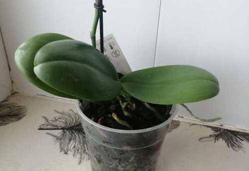 Орхидея фаленопсис лиодоро