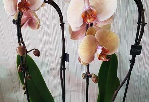 Орхидеи Falenopsis Lady Marmelade/Venus