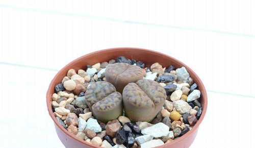 Lithops sp. (Литопс) (SCT28942)