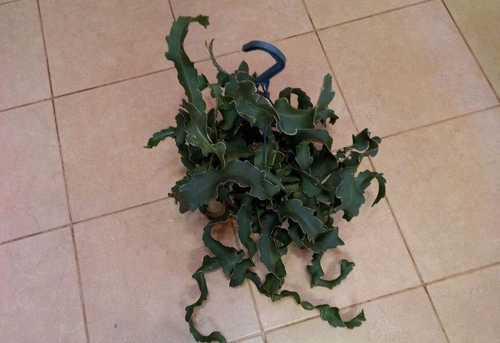 Лесной кактус Эпифиллум Гватемальский Монстроза