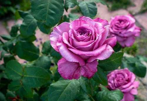 Роза лавандово-сиреневая
