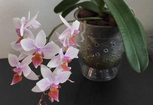 Орхидея фаленопсис Intermedia orange
