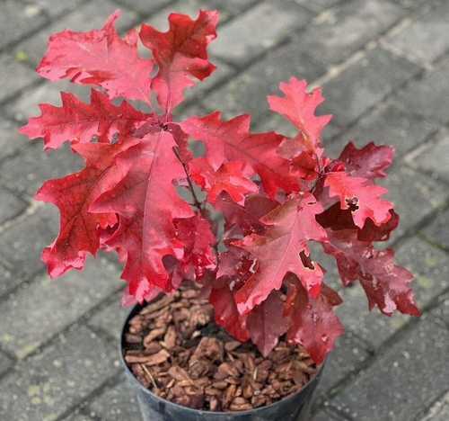 Дуб краснолистный (Quercus rubra)