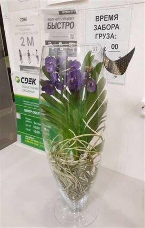 Орхидея Ванда в стекле. Доставка cdek в Ваш город
