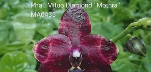 MO746(MA0435) Phal. Mituo Diamond "Mothra"