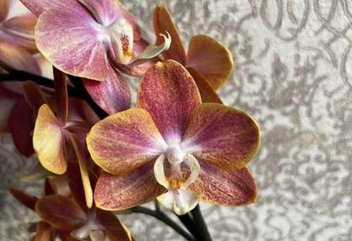 Орхидея фаленопсис Горизонт