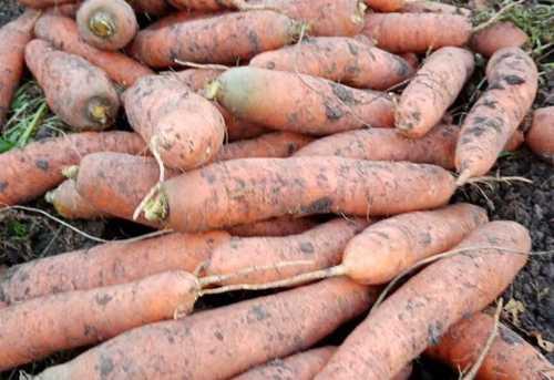 Морковь, картофель с огорода