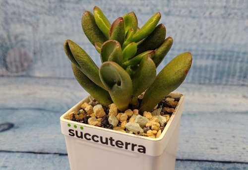 Crassula Hobbit (Крассула) (sct29984)