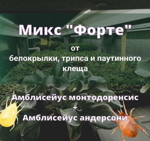 Энтомофаги от белокрылки, трипса и паутинного клещ