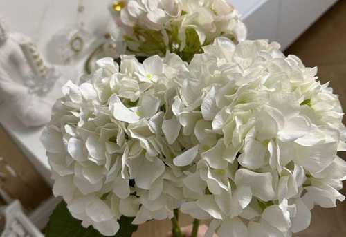 Гортензия цветок от бренда Full House