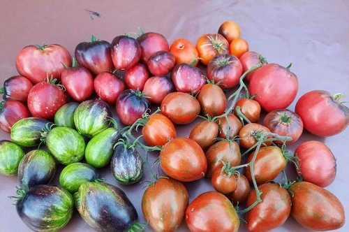 Семена экзотических томатов