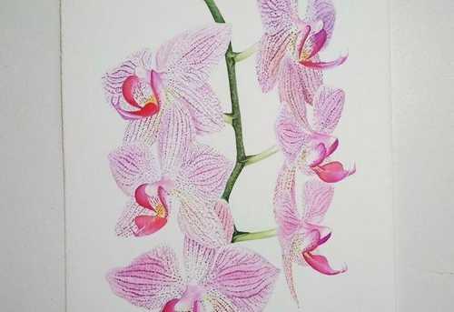 Акварельная картина Орхидея