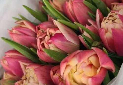 Тюльпаны к 8 марта оптом от 500шт