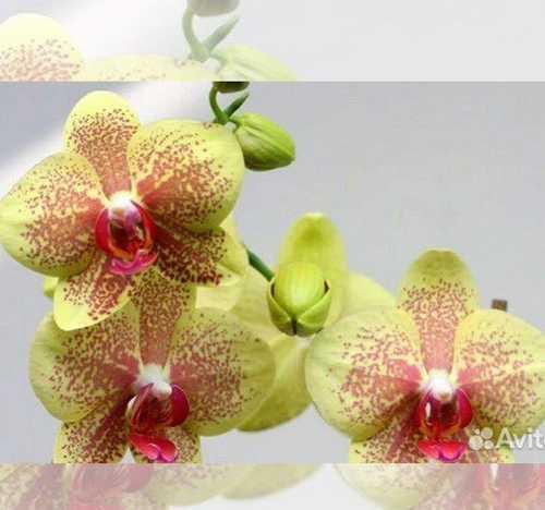 Орхидея фаленопсис