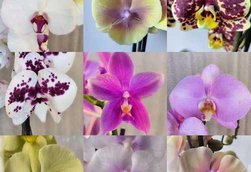 Орхидеи фаленопсис подарок ко Дню матери