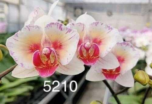 Орхидея Strip Little Gem '5210' и др