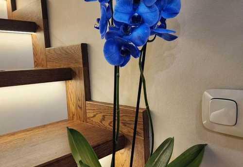 Орхидея фаленопсис синяя в подарок