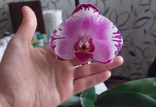 Орхидея фаленопсис Pearl beauty (veriegata)