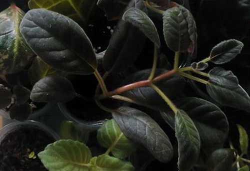 Глоксиния клубни, листья