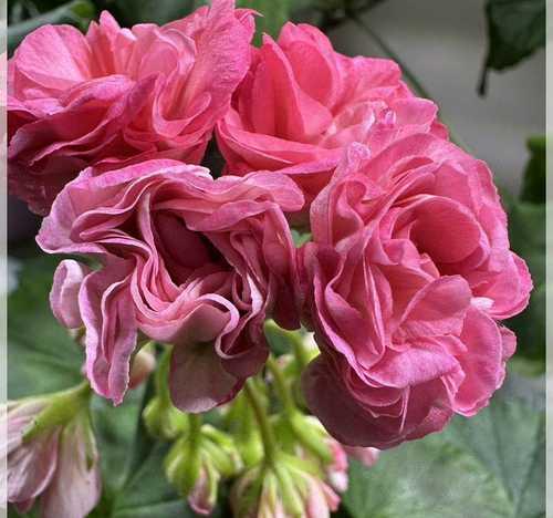 Сортовая пеларгония Эрик Рейв Вечеринка