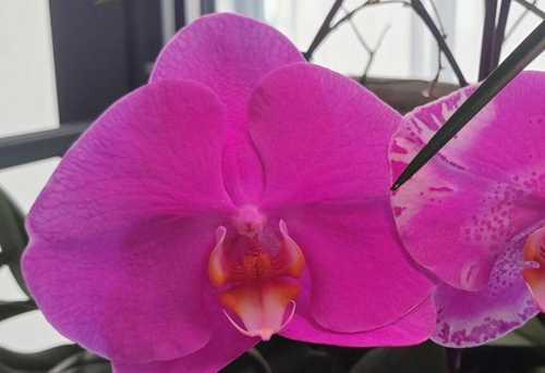 Орхидея фаленопсис Синголо, отцвела
