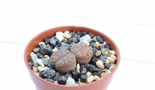 Lithops sp. (Литопс) (SCT28910)