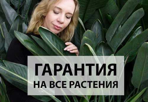 Стрелиция / растения для офиса