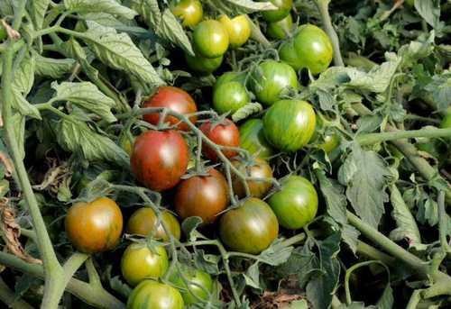 Семена томатов куро суджи Гибрид