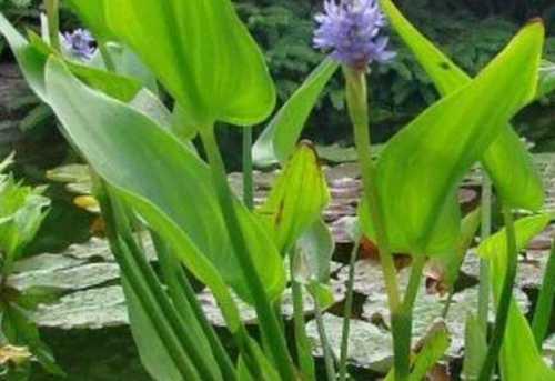 Понтедерия(растение для пруда)