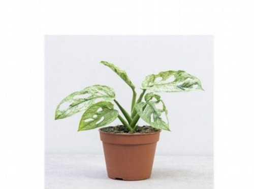 Monstera obliqua (Leichtlinii) Adansonii Mint